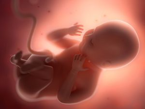 What is Fetus? - Cyprus IVF Center